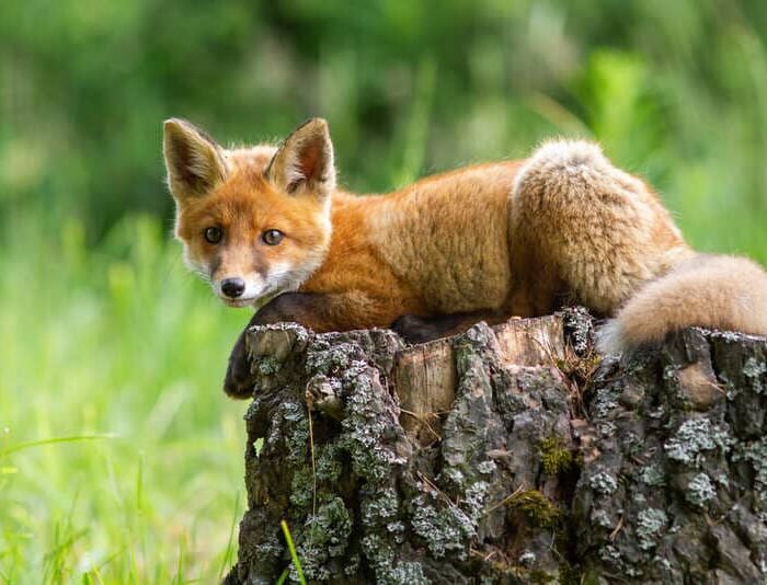 TELINJECT - Veterinary Special Equipment GmbH